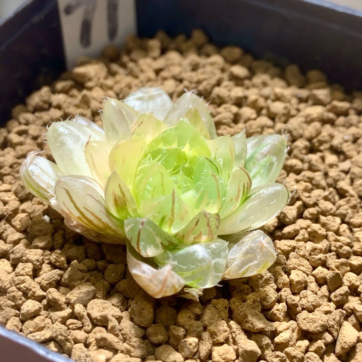 Yahoo!オークション - Fareal P71 ハオルチア 姫桜錦(翠雲) 変異型エ...