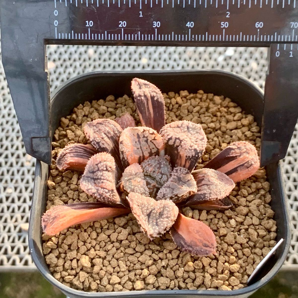 Yahoo!オークション - Fareal P171 ハオルチア 指輪物語錦 モルドール...