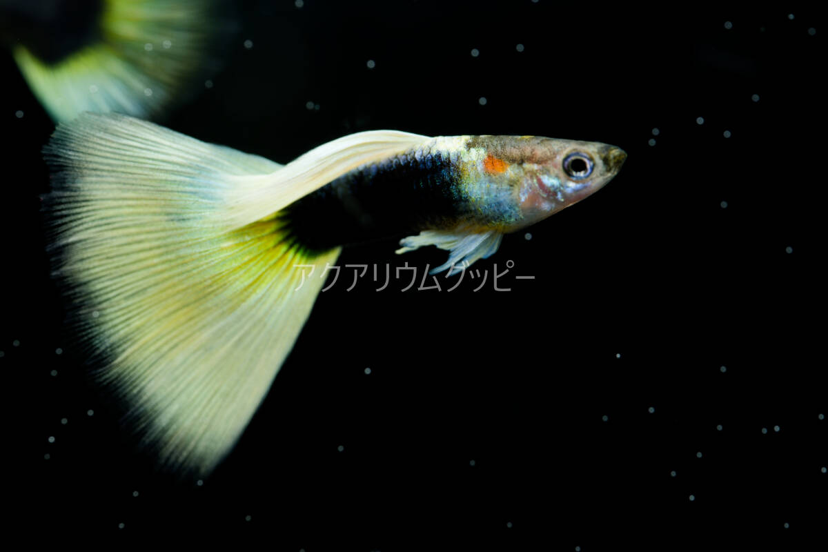 Yahoo!オークション - 【アクアリウム グッピー】現物出品39A 39B イエ...