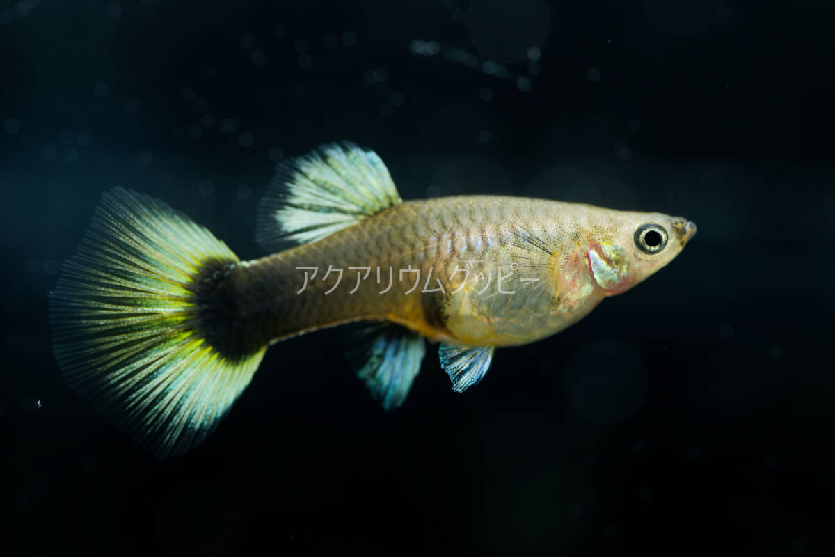 Yahoo!オークション - 【アクアリウム グッピー】現物出品39A 39B イエ...