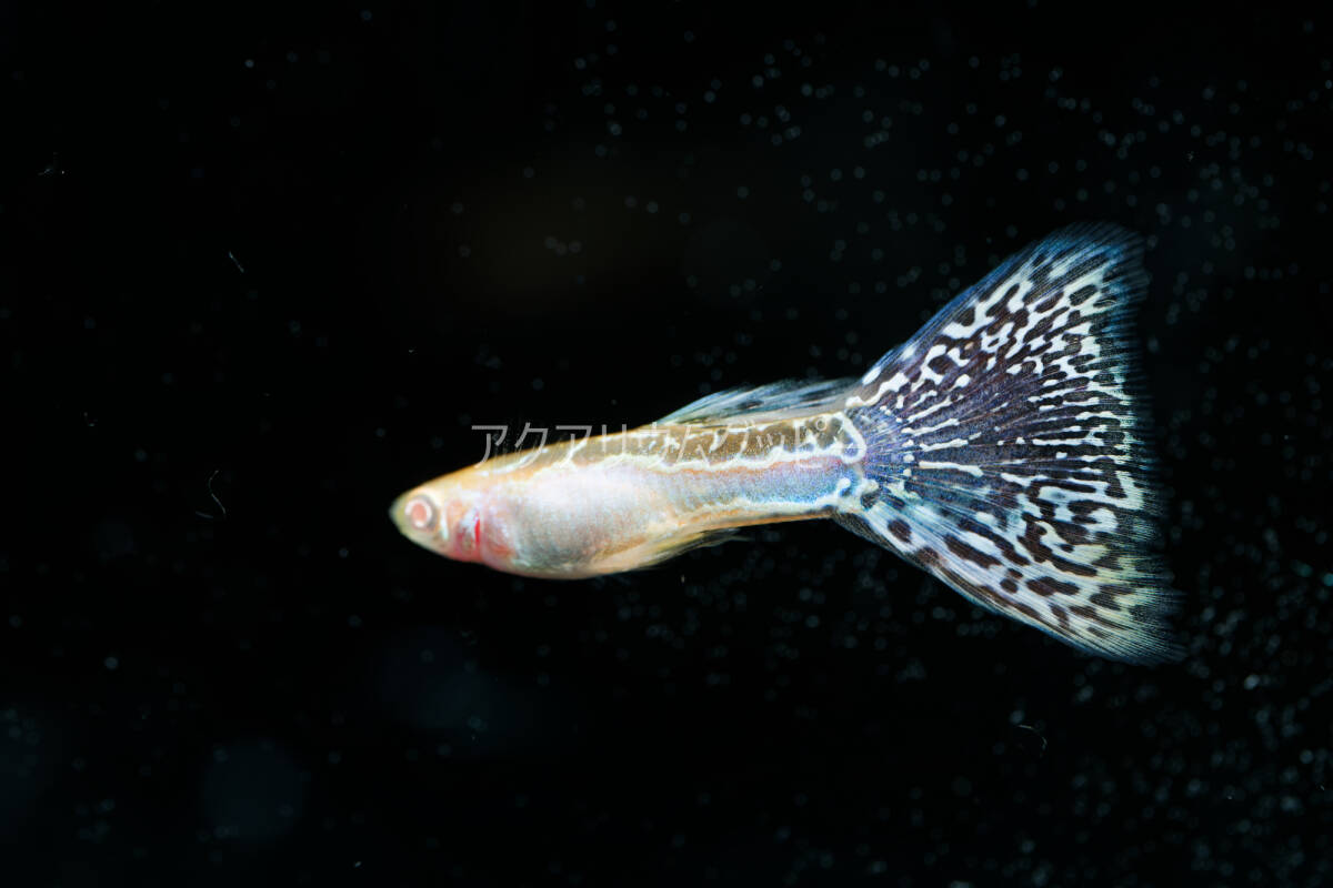 Yahoo!オークション - 【アクアリウム グッピー】選外6ペア 現物出品3...