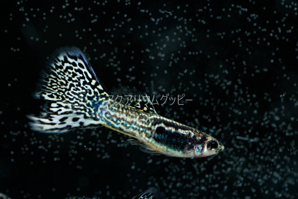 Yahoo!オークション - 【アクアリウム グッピー】選外6ペア 現物出品3...