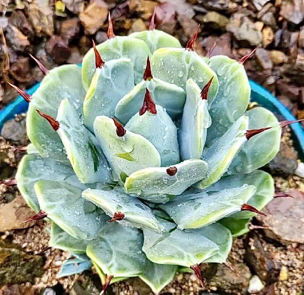 Yahoo!オークション - 【Lj_plants】Q277 多肉植物 アガベ イシスメン...