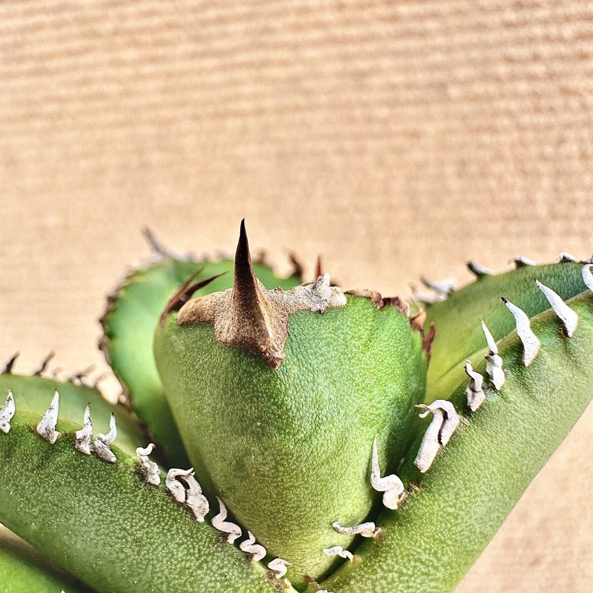 Yahoo!オークション - 【Lj_plants】Q20 アガベ チタノタ オテロイ 実...