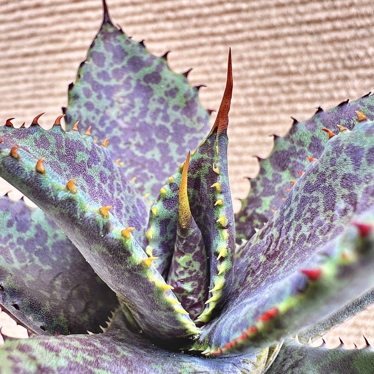 Yahoo!オークション - 【Lj_plants】Q49 激レア高級品種 多肉植物 アガ...