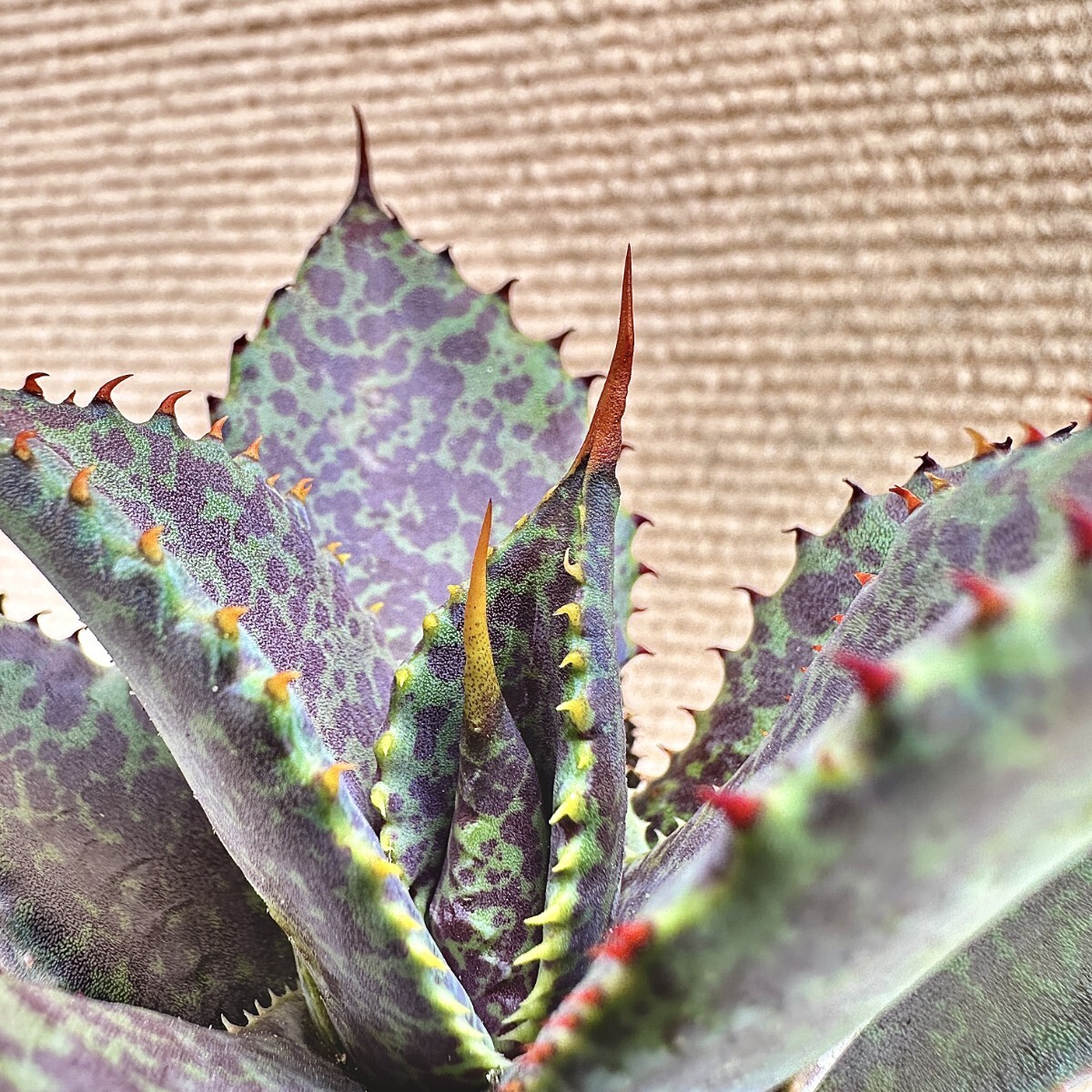 Yahoo!オークション - 【Lj_plants】Q49 激レア高級品種 多肉植物 アガ...