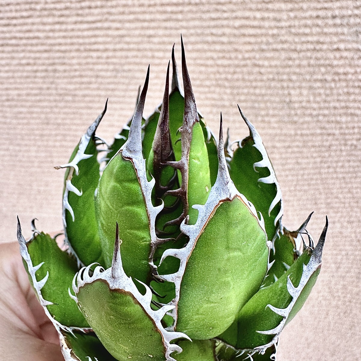 Yahoo!オークション - 【Lj_plants】Q75 激レア高級品種 多肉植物アガ...