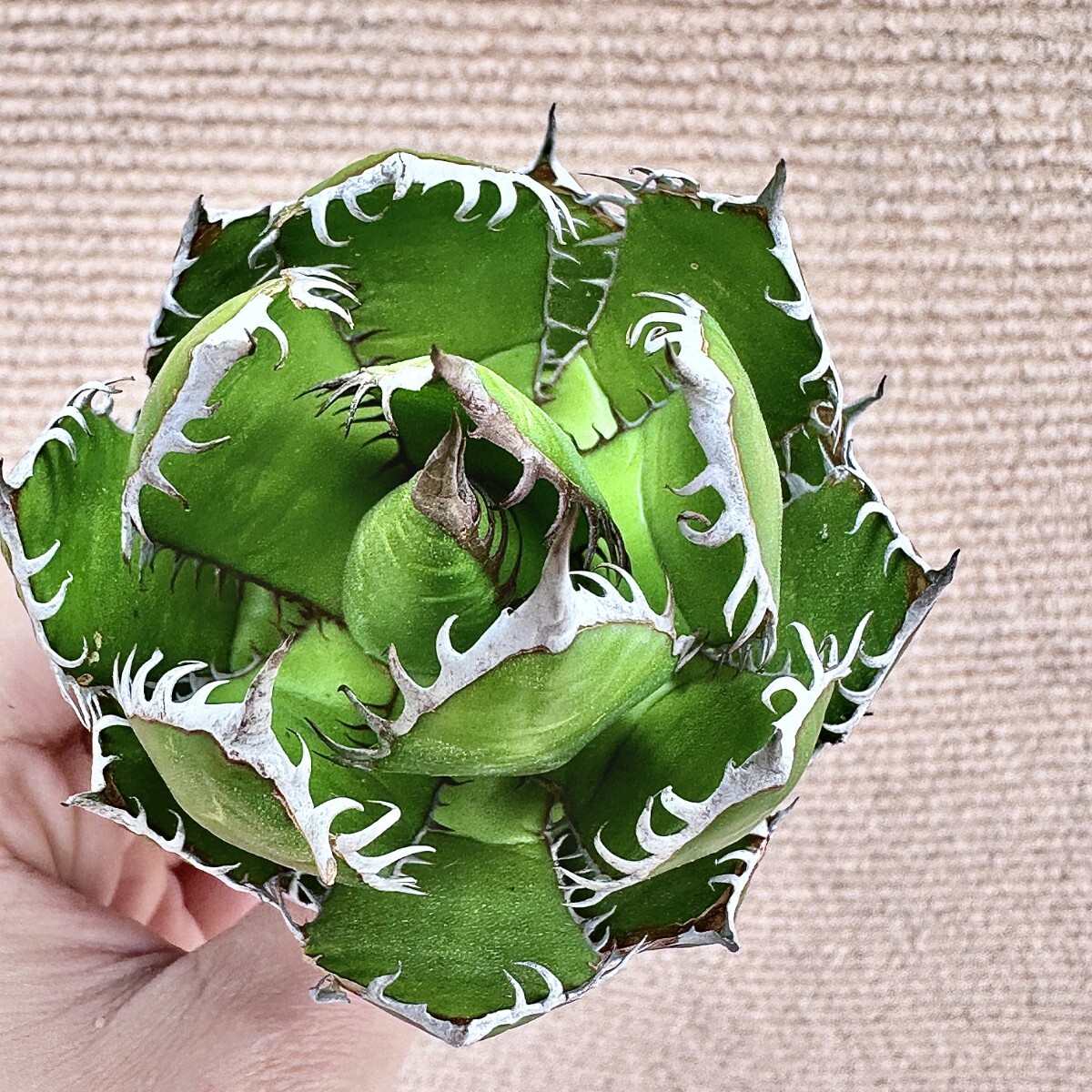 Yahoo!オークション - 【Lj_plants】Q75 激レア高級品種 多肉植物アガ...