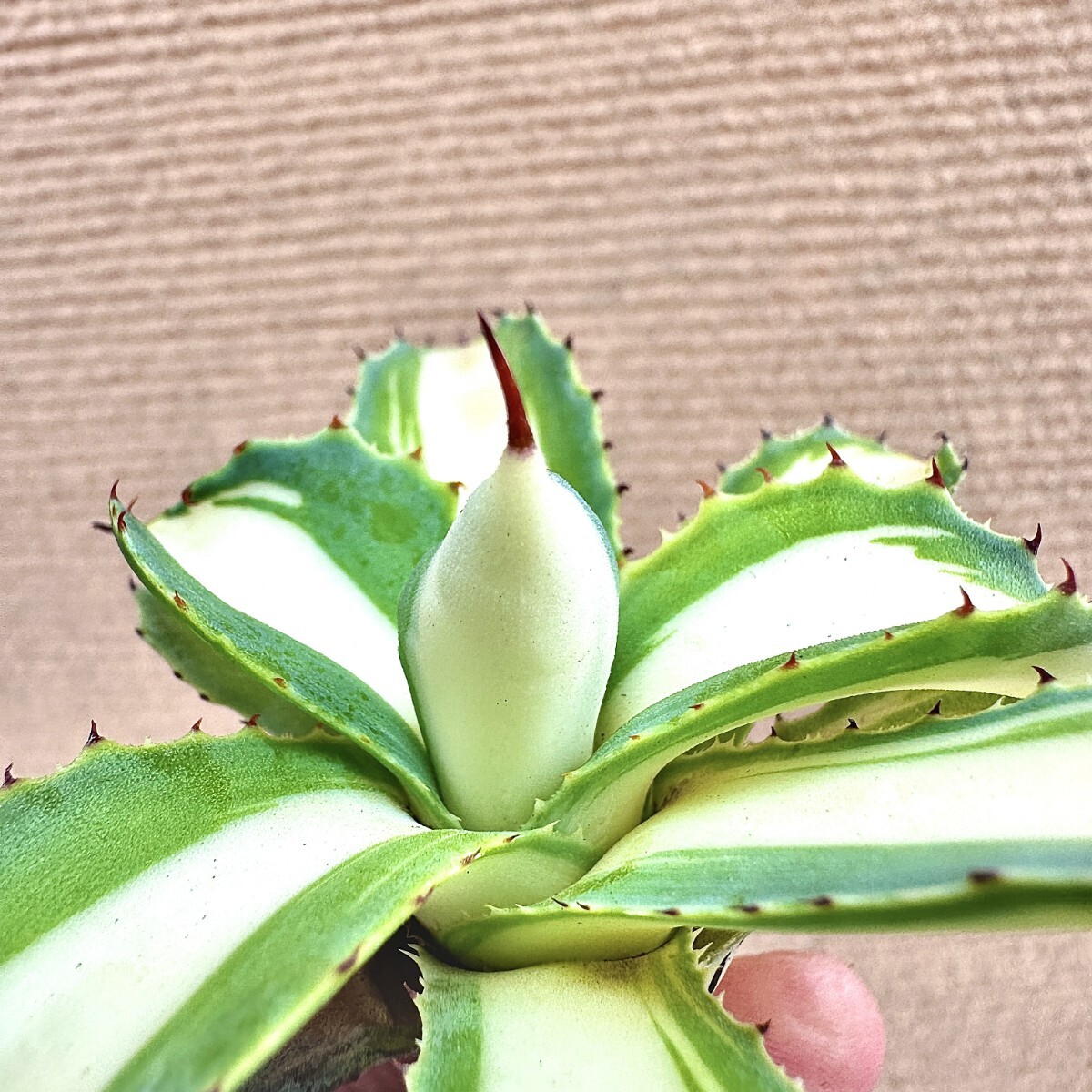 Yahoo!オークション - 【Lj_plants】Q117 多肉植物 アガベ 吉祥冠白中...