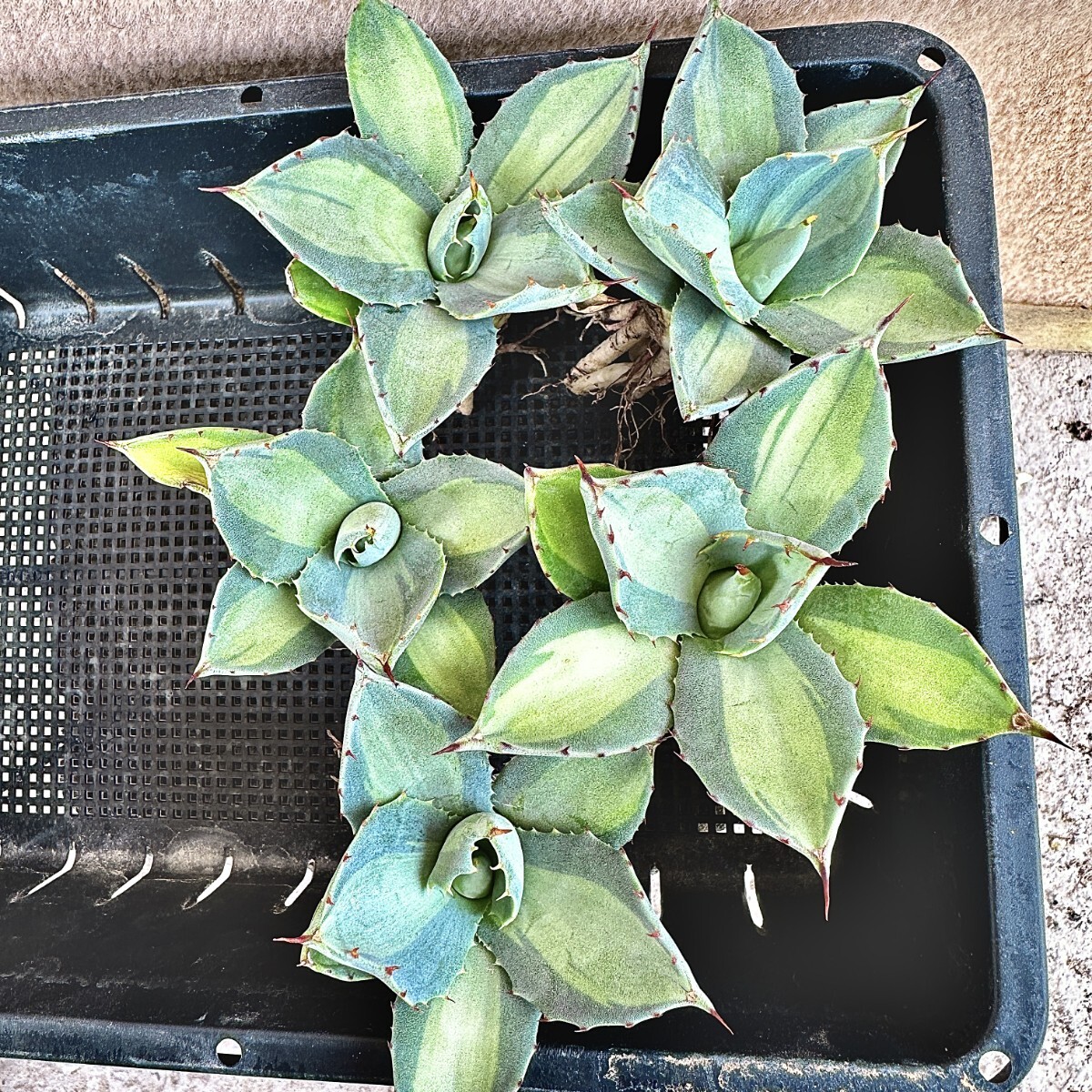 Yahoo!オークション - 【Lj_plants】Q102 貴重な希少種 多肉植物 アガ...