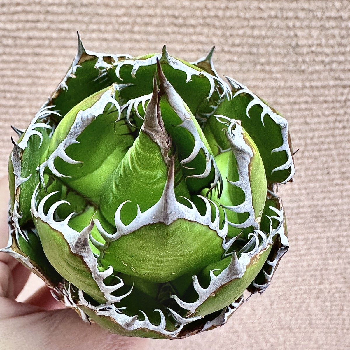 Yahoo!オークション - 【Lj_plants】Q171 激レア高級品種 多肉植物アガ...