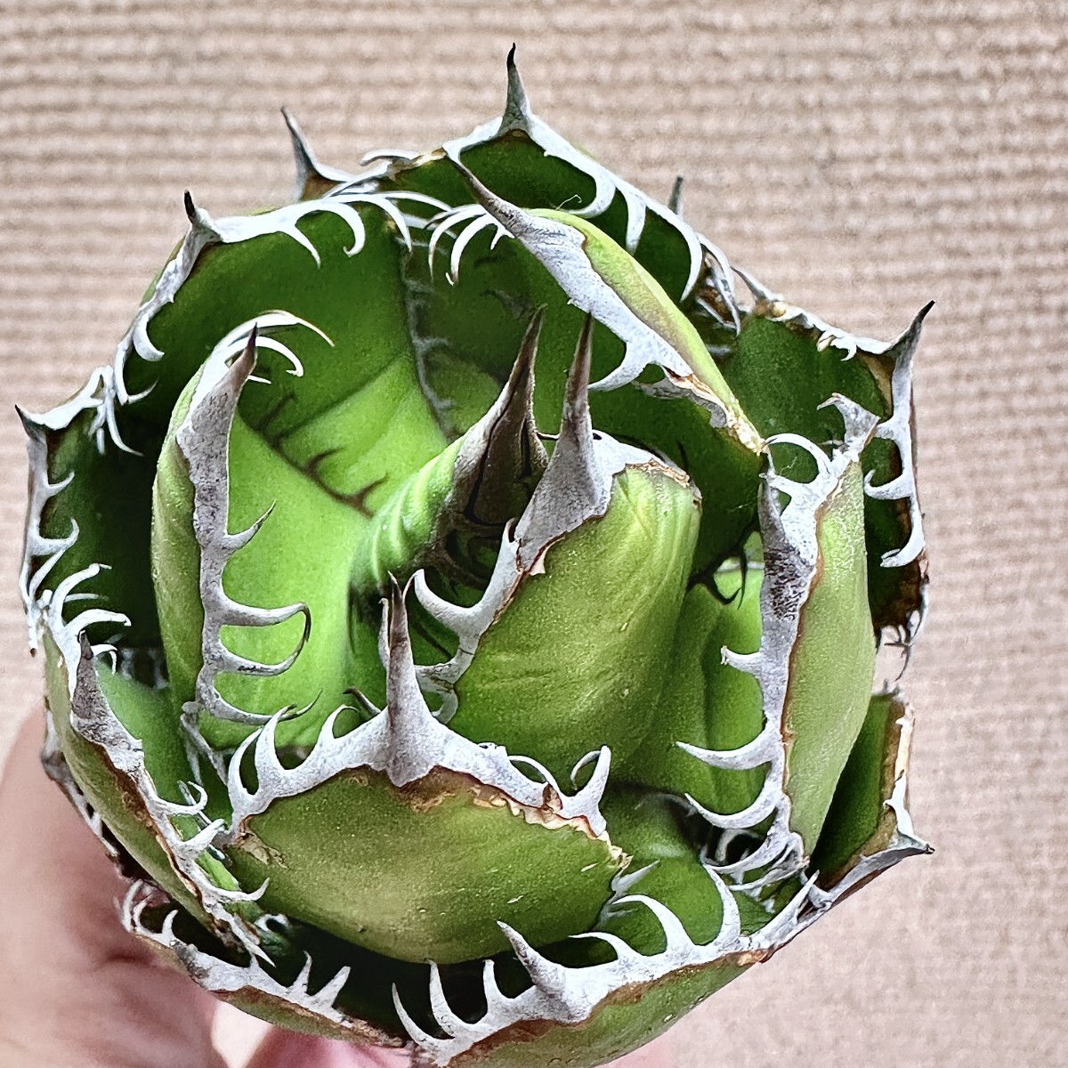 Yahoo!オークション - 【Lj_plants】Q171 激レア高級品種 多肉植物アガ...