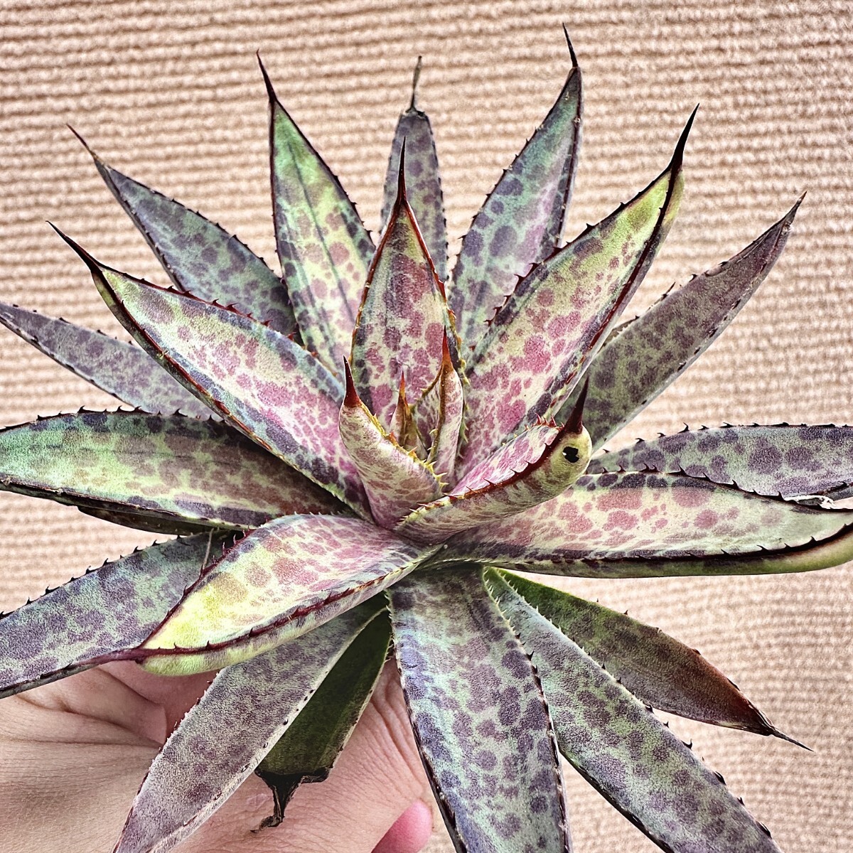 Yahoo!オークション - 【Lj_plants】Q145 激レア高級品種 多肉植物 ア...