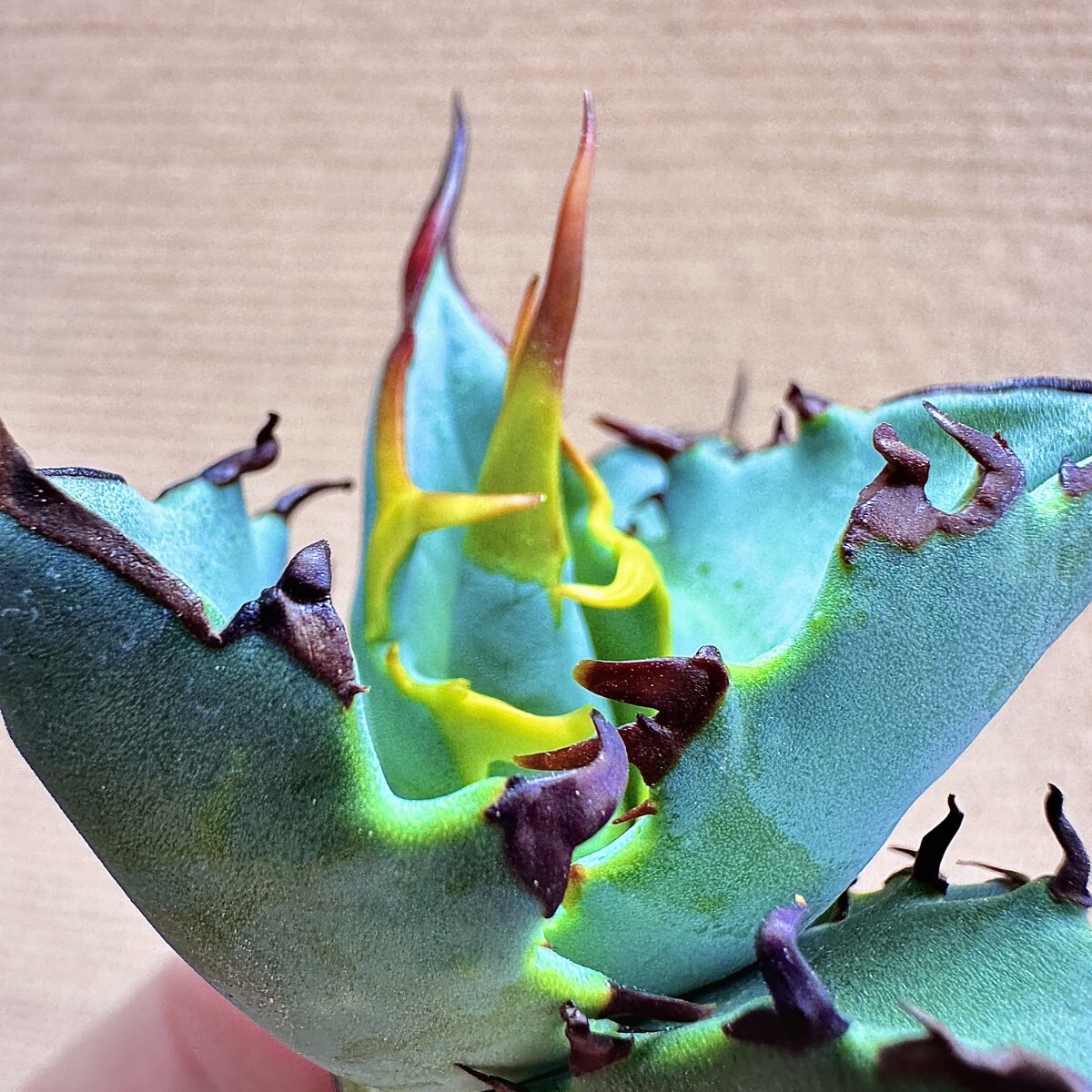 Yahoo!オークション - 【Lj_plants】Q165 激レア高級品種アガベ チタノ...