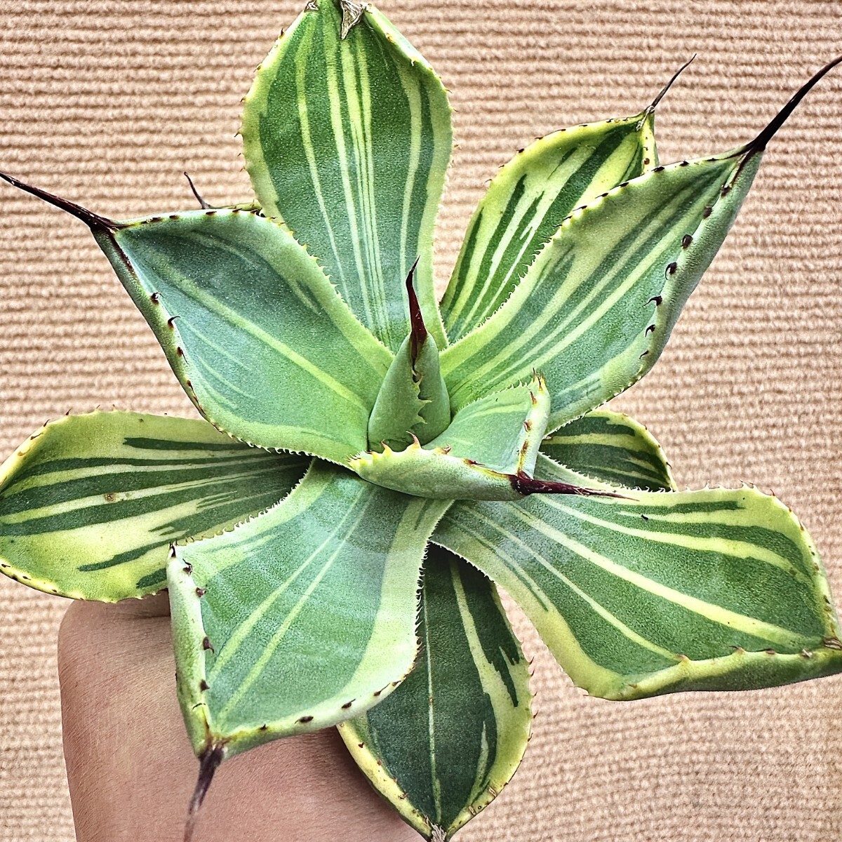 Yahoo!オークション - 【Lj_plants】Q112 アガベ パリー トランカータ...