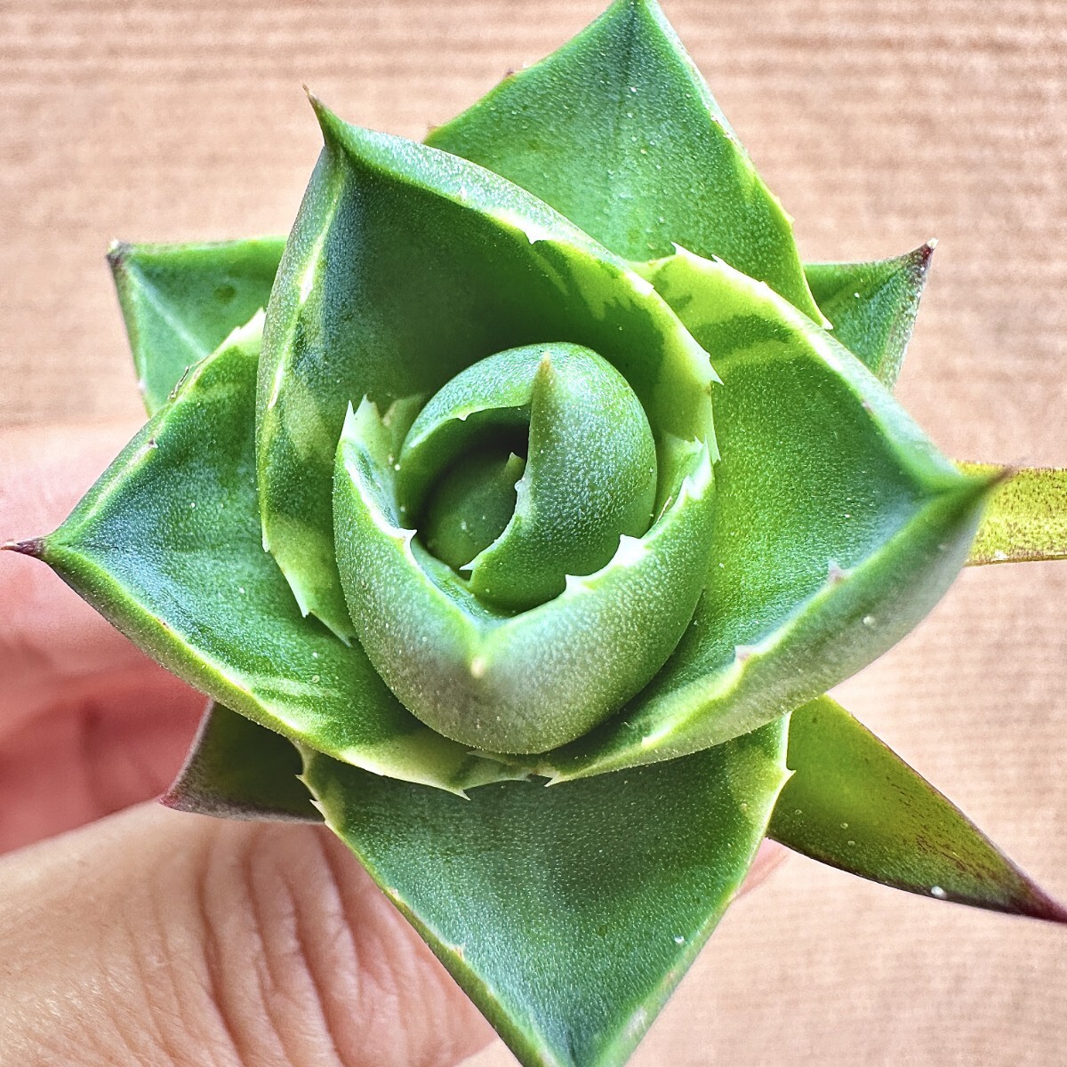 Yahoo!オークション - 【Lj_plants】Q118 アガベ ブルーグロー 極姫錦 ...