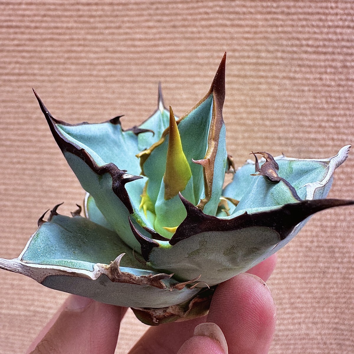 Lj_plants Q167 agave titanota no name アガベ チタノタ 無名 極上強棘 排棘 連棘 丸い叶 コンパクト包葉形 Sクラスは 株(アガベ)｜売買された ...