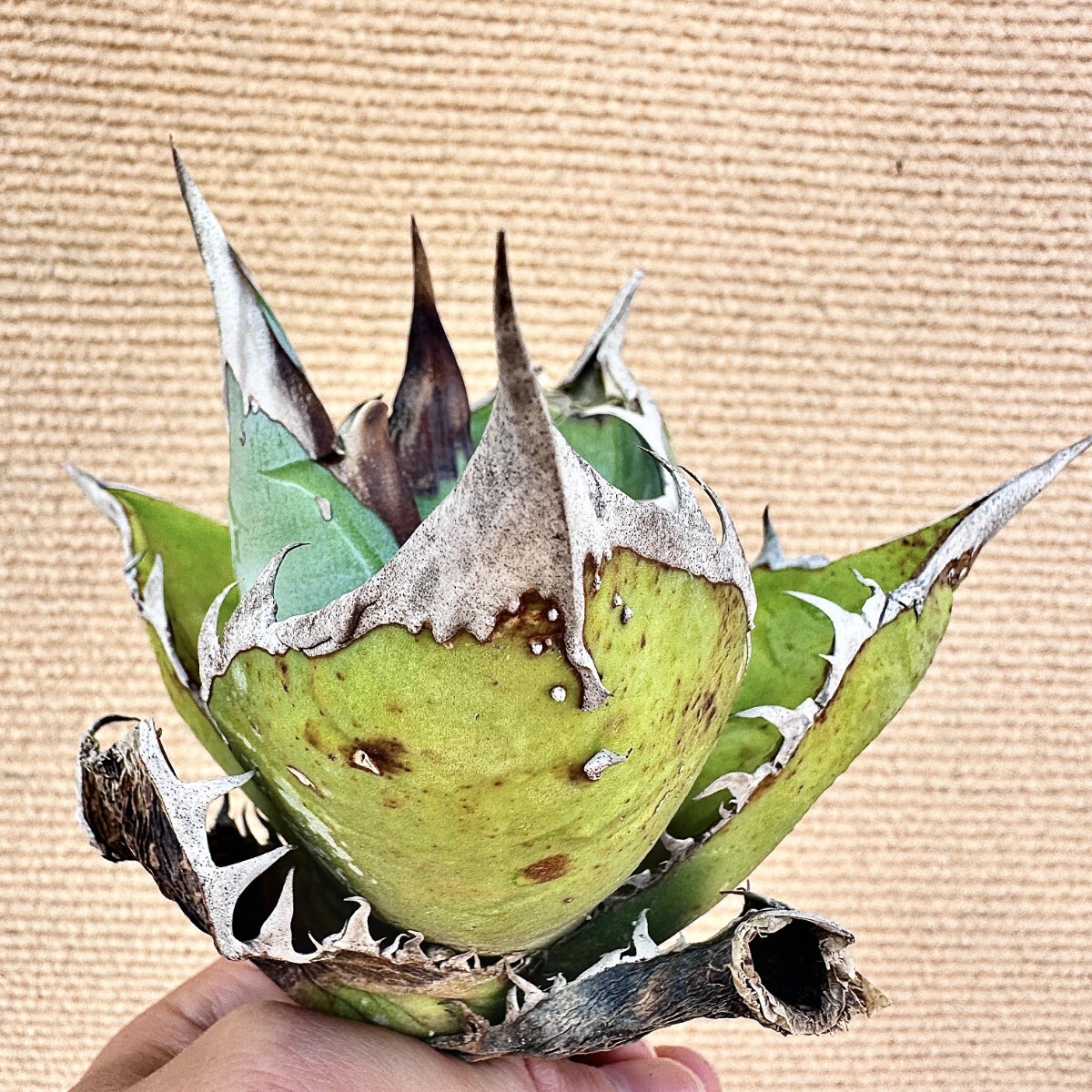 Yahoo!オークション - 【Lj_plants】Q211 厳選 アガベ チタノタ実生 厳...