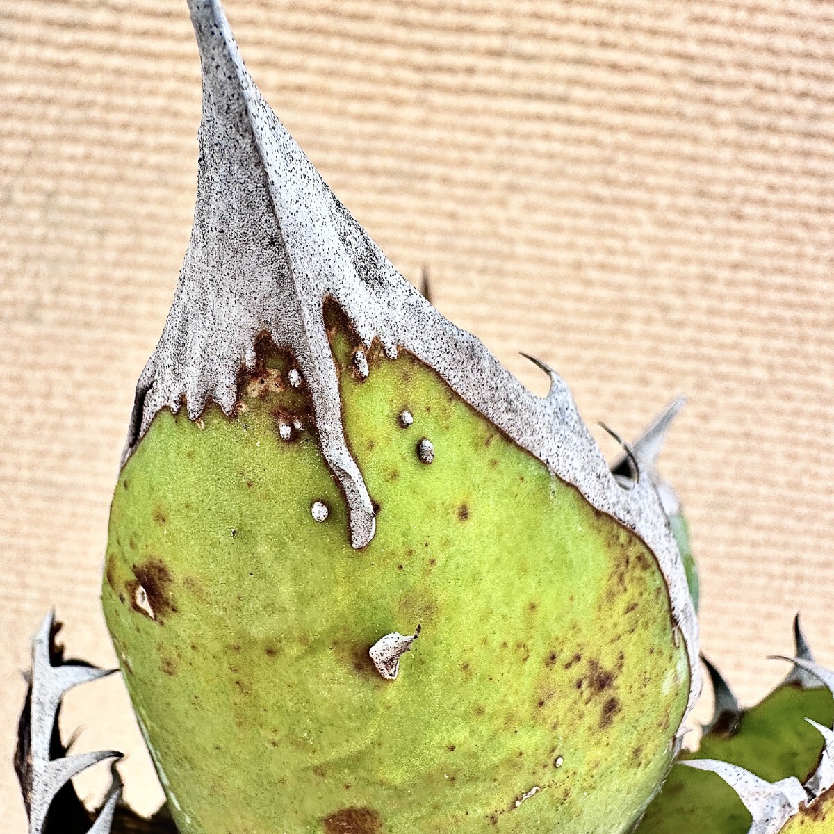 Yahoo!オークション - 【Lj_plants】Q211 厳選 アガベ チタノタ実生 厳...