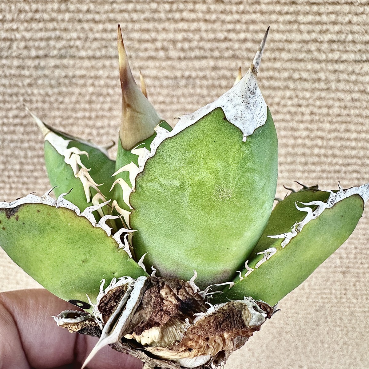 Yahoo!オークション - 【Lj_plants】Q310 厳選 アガベ チタノタ実生 厳...