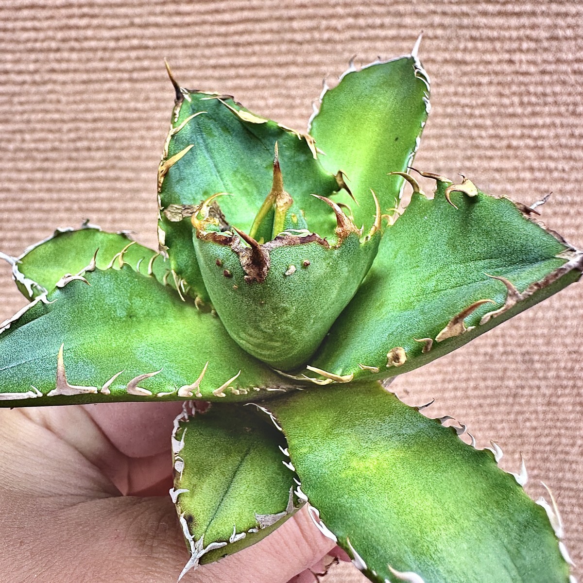 Yahoo!オークション - 【Lj_plants】Q177 株を厳選するアガベ チタノタ...