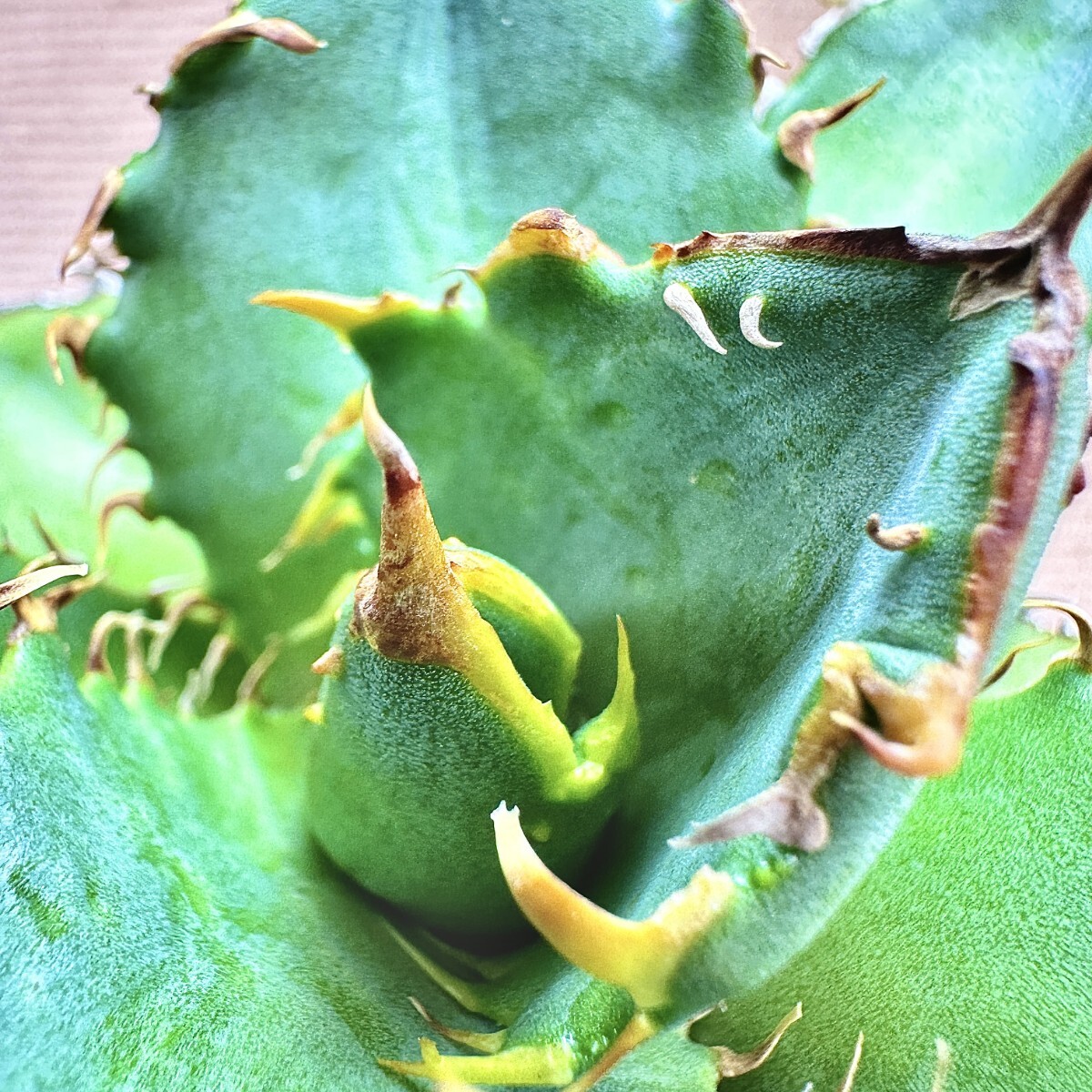 Yahoo!オークション - 【Lj_plants】Q177 株を厳選するアガベ チタノタ...