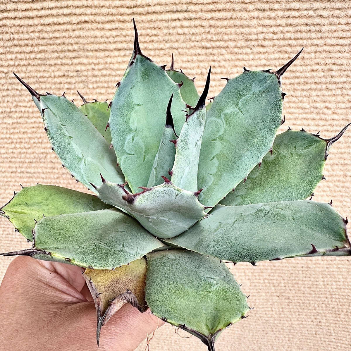 Yahoo!オークション - 【Lj_plants】Q426 多肉植物 アガベ 吉祥天パリ...