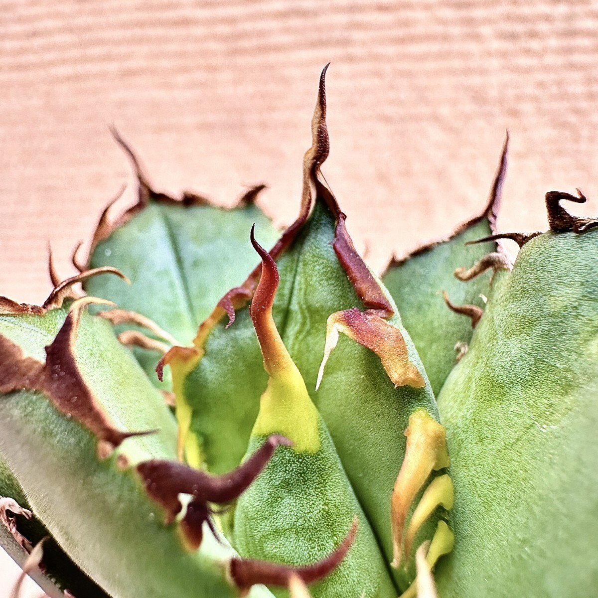 Yahoo!オークション - 【Lj_plants】Q597 激レア高級品種 アガベ チタ...