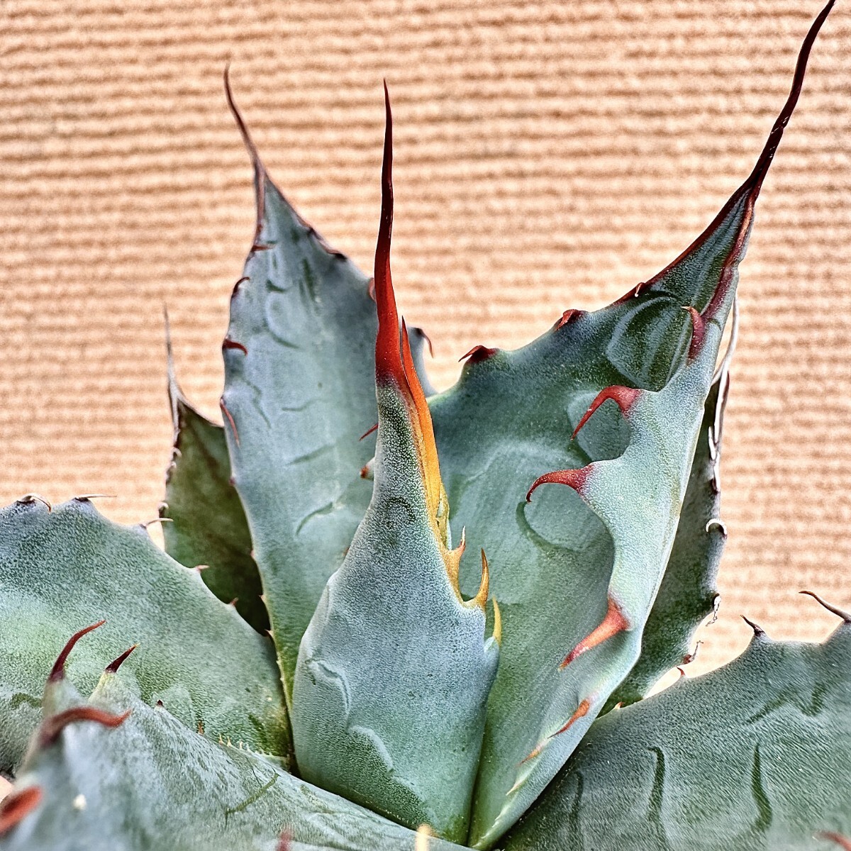 Yahoo!オークション - 【Lj_plants】Q522 激レア高級品種 アガベ パラ...