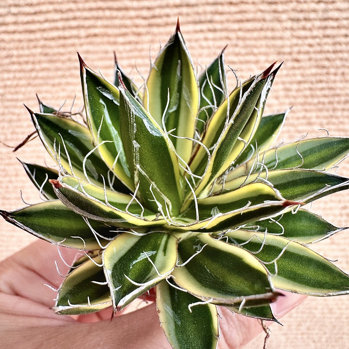 Yahoo!オークション - 【Lj_plants】Q560 厳選 多肉植物 アガベ 王妃乱...