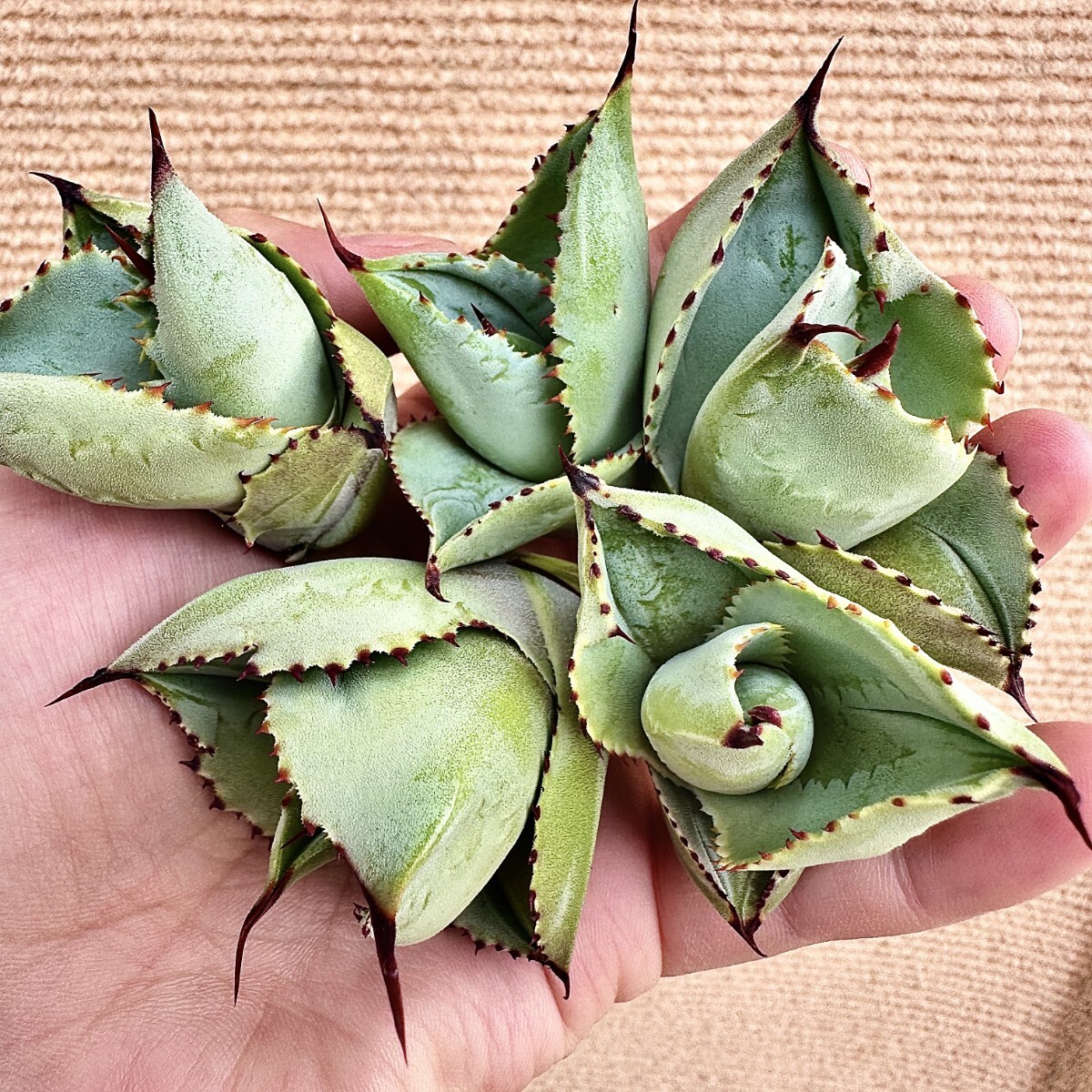 Yahoo!オークション - 【Lj_plants】Q687 多肉植物 アガベ ドラゴント...