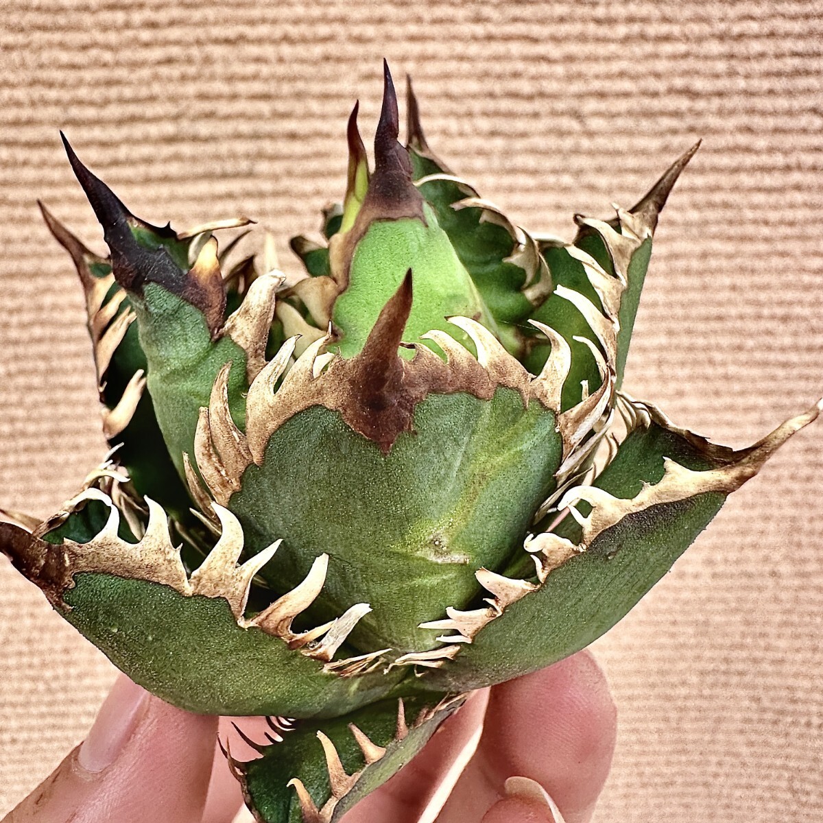 Yahoo!オークション - 【Lj_plants】Q608 激レア高級品種 アガベ チタ...