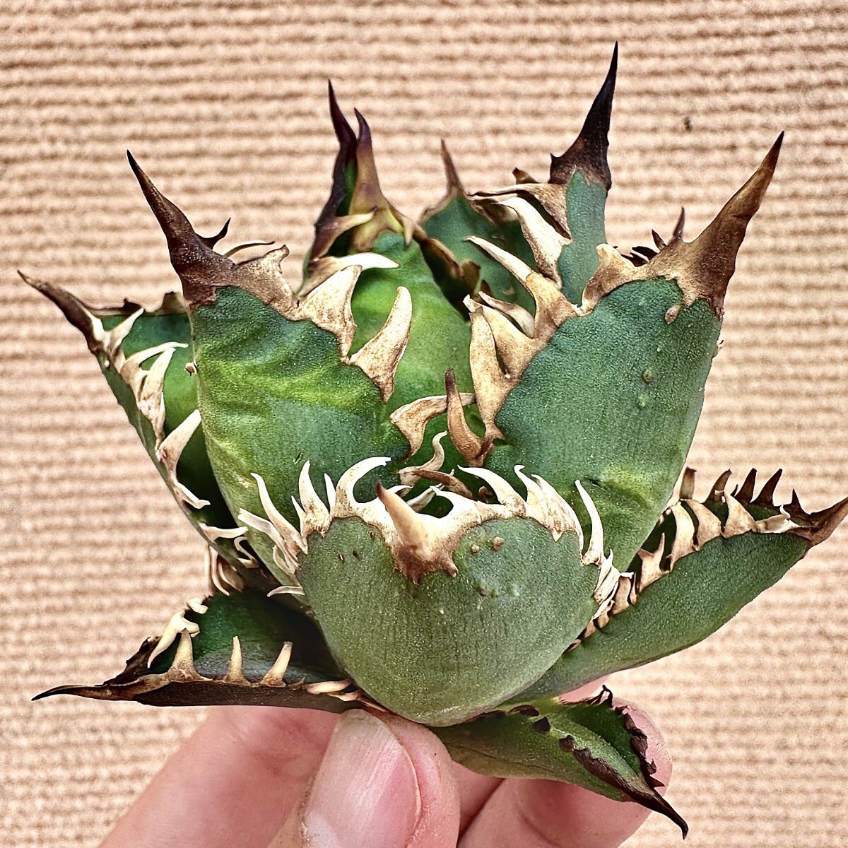 Yahoo!オークション - 【Lj_plants】Q608 激レア高級品種 アガベ チタ...