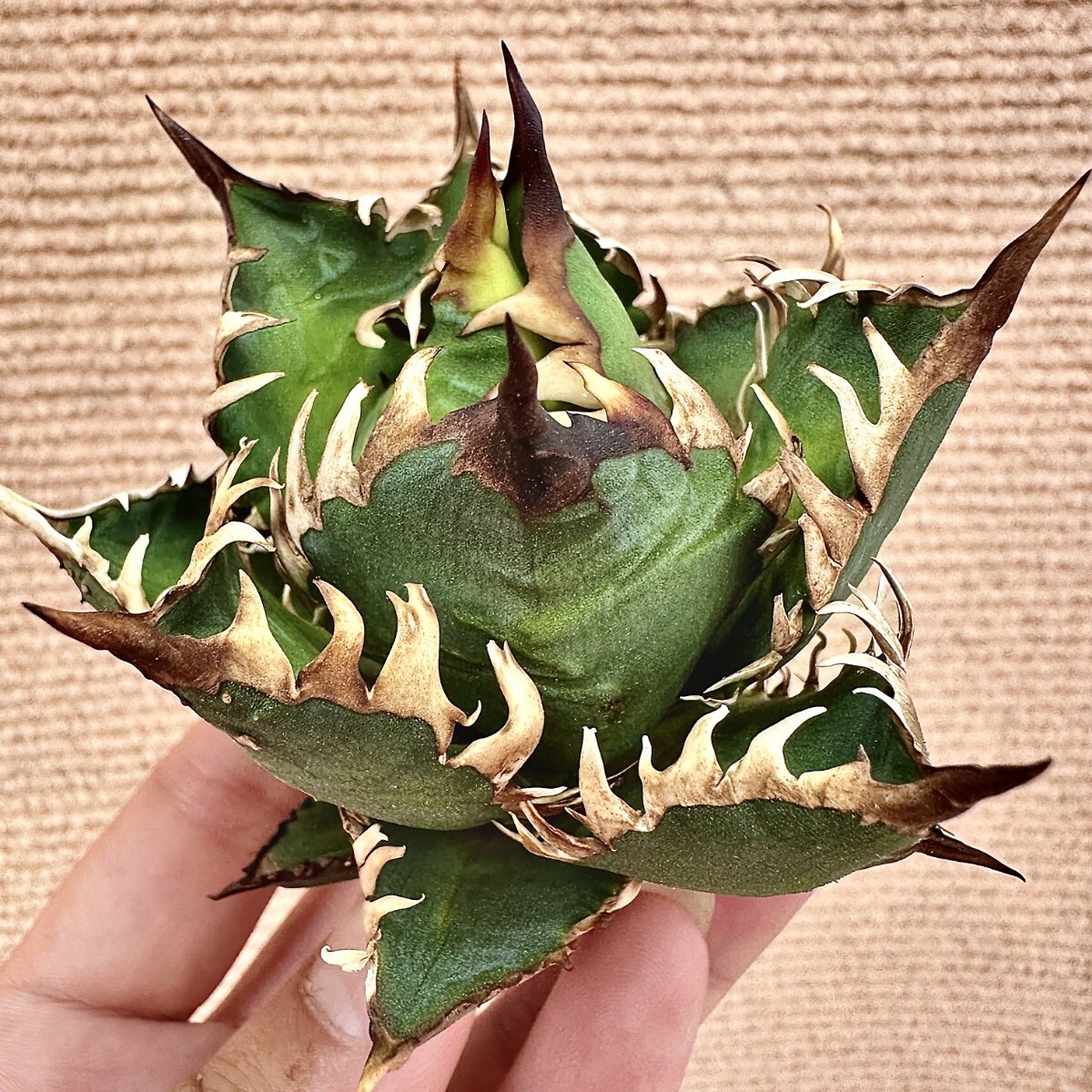 Yahoo!オークション - 【Lj_plants】Q608 激レア高級品種 アガベ チタ...