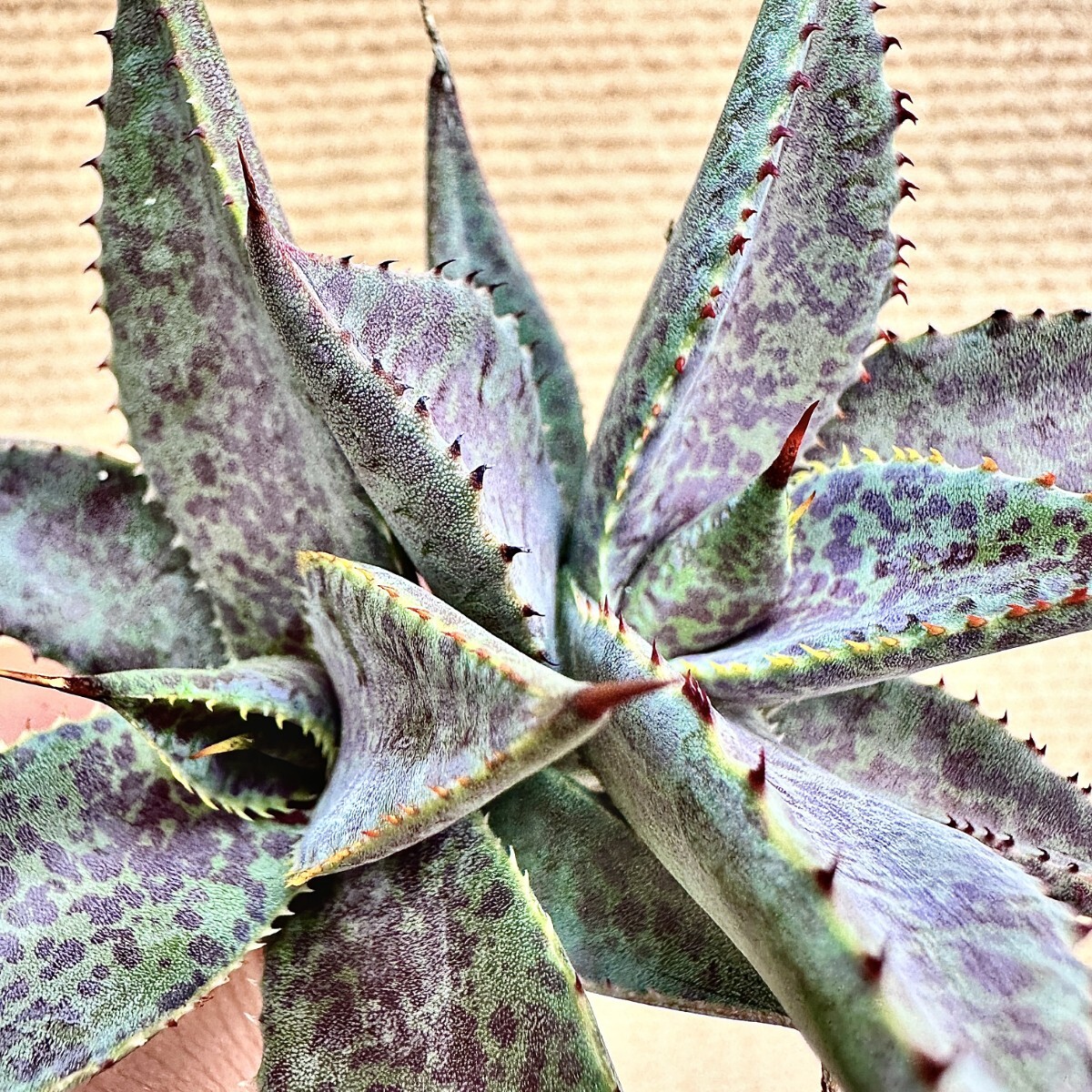 Yahoo!オークション - 【Lj_plants】Q667 激レア高級品種 アガベ 厚叶...