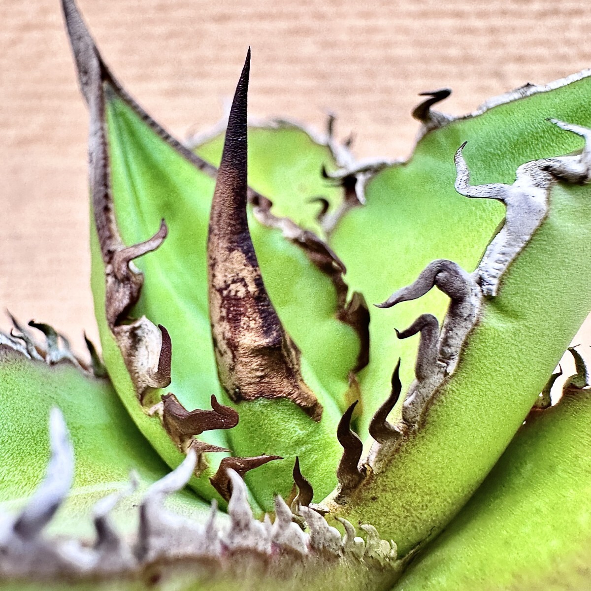 Yahoo!オークション - 【Lj_plants】Q648 厳選希少株 アガベ チタノタ...