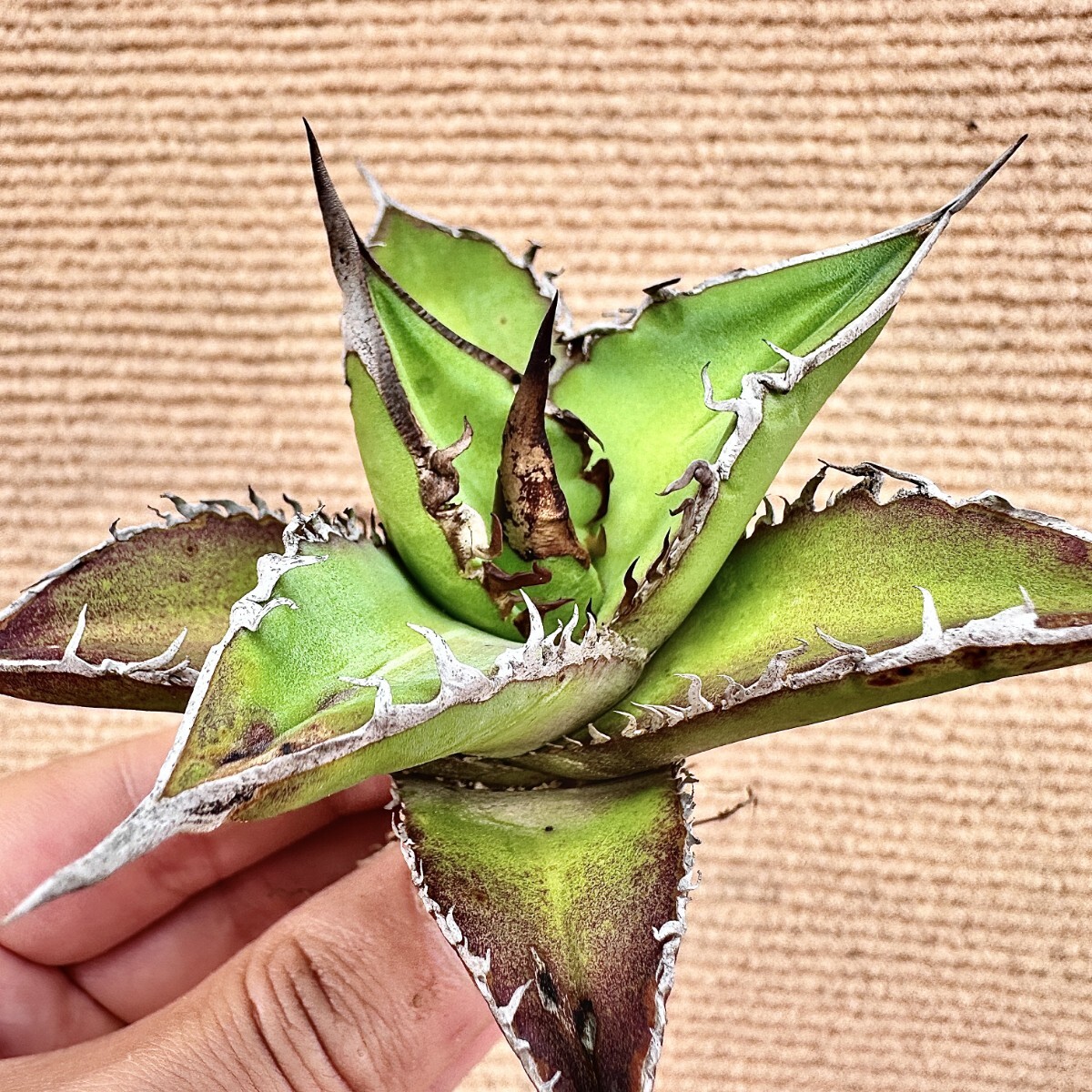 Yahoo!オークション - 【Lj_plants】Q648 厳選希少株 アガベ チタノタ...