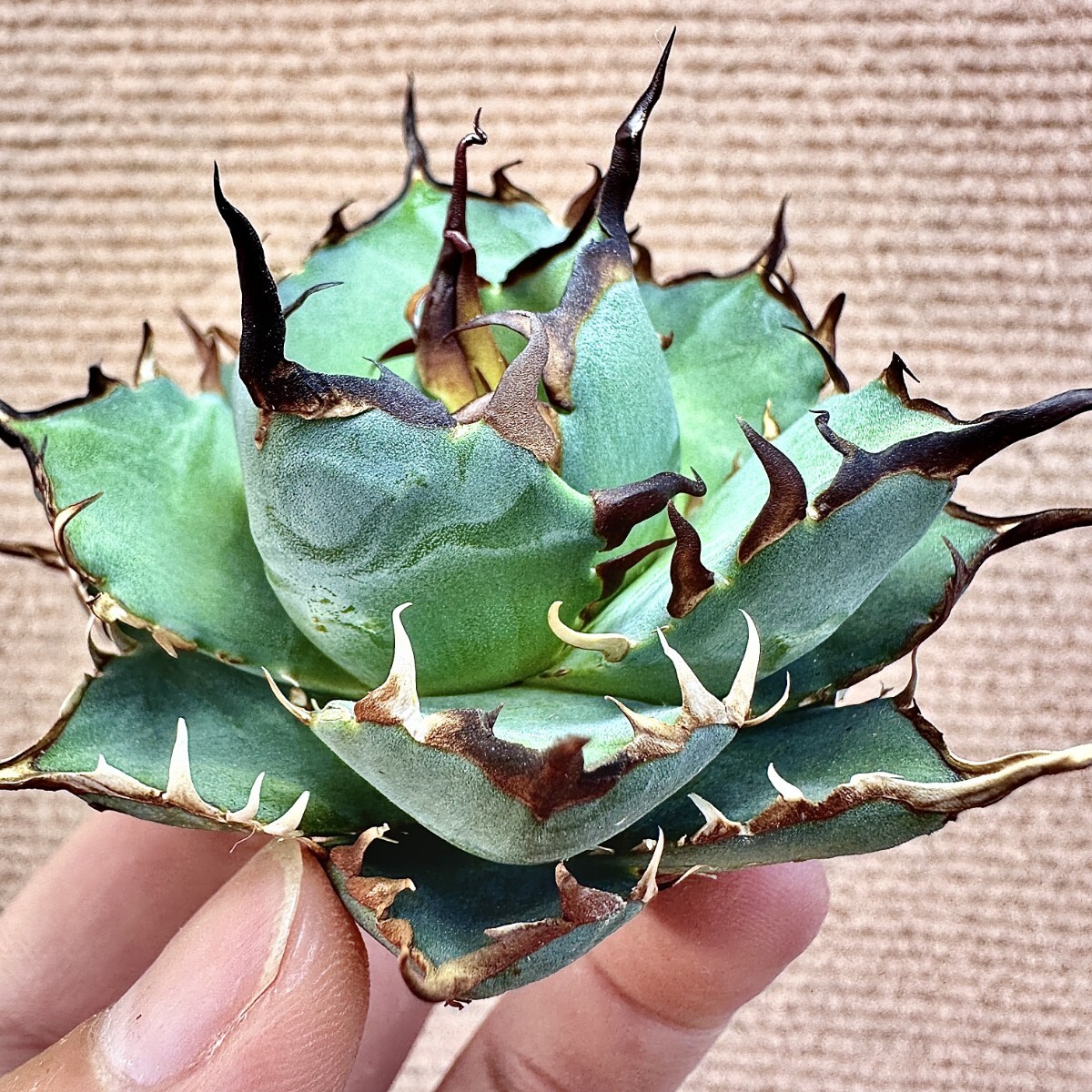 Yahoo!オークション - 【Lj_plants】Q905 アガベ チタノタ ハデス 恐竜...