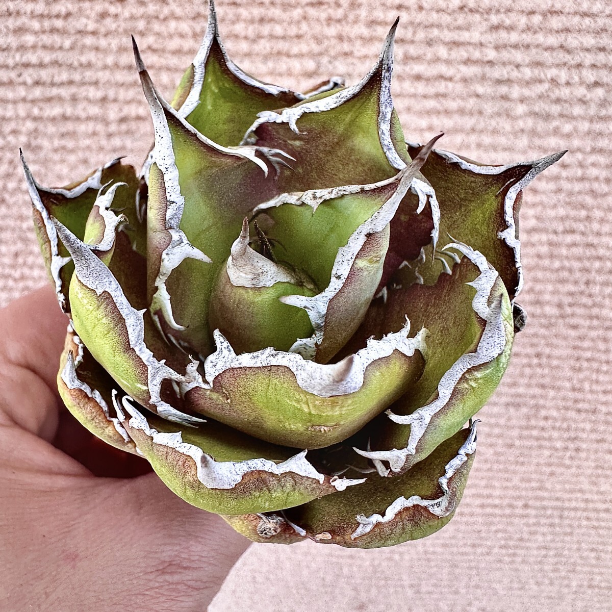 Yahoo!オークション - 【Lj_plants】Q927 激レア高級品種 アガベ チタ...