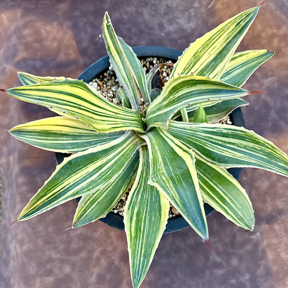 Yahoo!オークション - 【Lj_plants】Q26 新種の先発です 多肉植物 アガ...