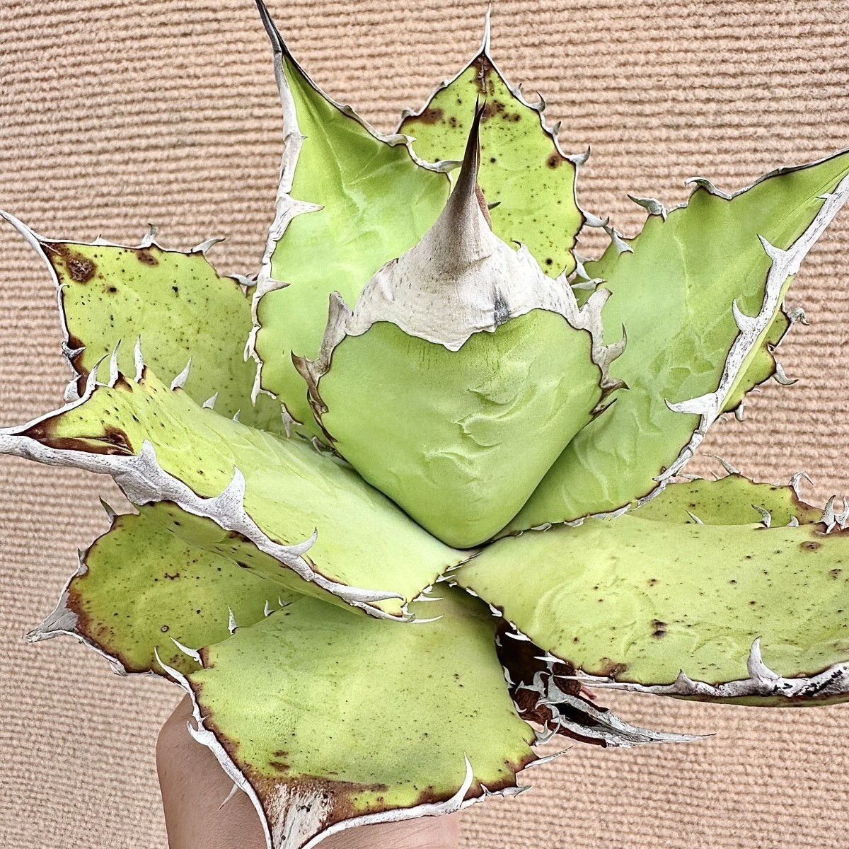 Yahoo!オークション - 【Lj_plants】Q27 厳選 アガベ チタノタ侏儒実生...