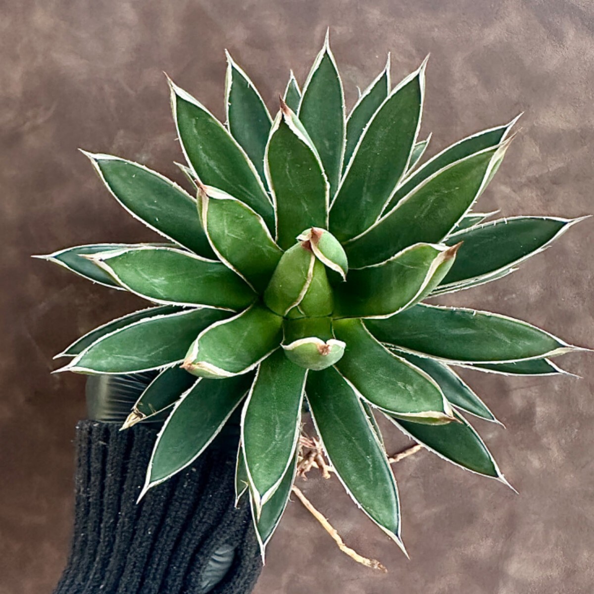 Yahoo!オークション - 【Lj_plants】Q74 アガベ 笹の雪 ハイブリッド ...