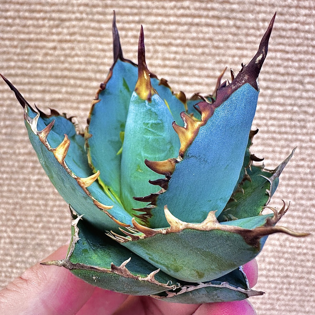 Yahoo!オークション - 【Lj_plants】Q15 将来有望です アガベ チタノタ...