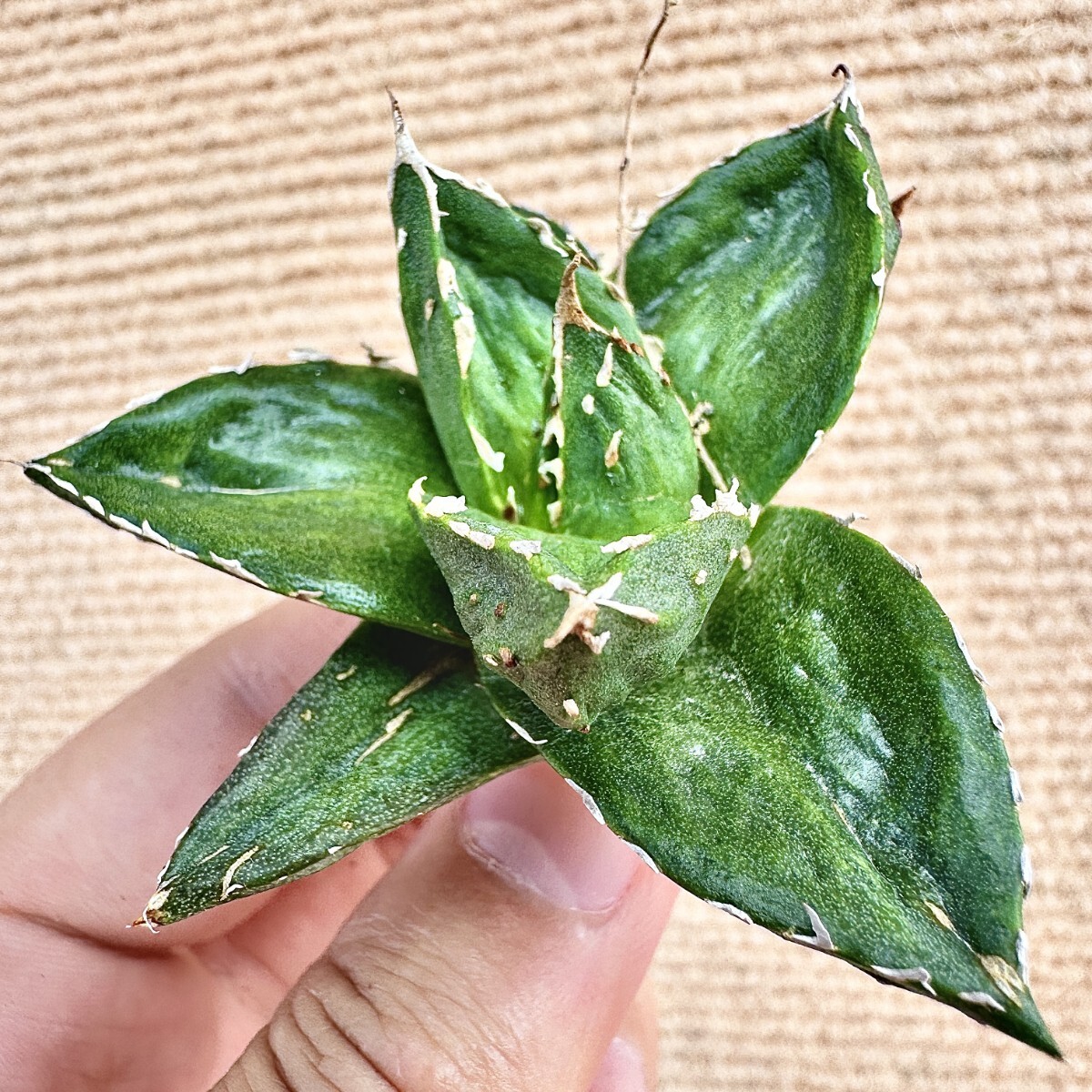 Yahoo!オークション - 【Lj_plants】Q40 新種の先発です 貴重な希少種 ...