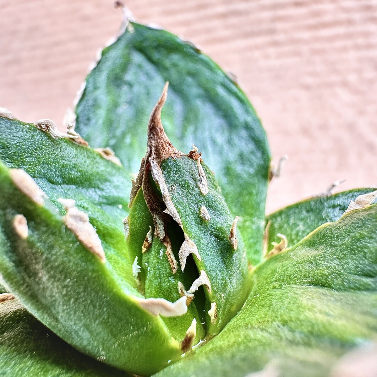 Yahoo!オークション - 【Lj_plants】Q40 新種の先発です 貴重な希少種 ...