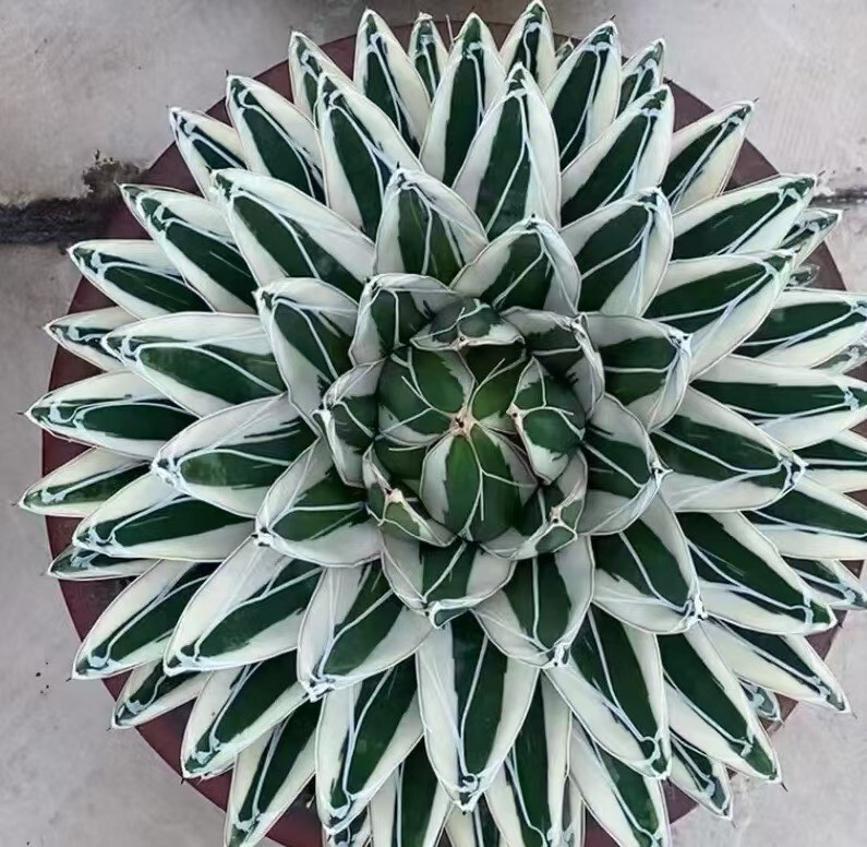 Yahoo!オークション - 【Lj_plants】Q685 多肉植物 アガベ 丸叶氷山 特...