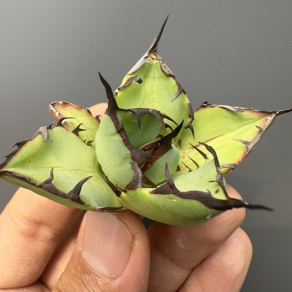 Yahoo!オークション - S59 【青田園芸】 特選 アガベ 多肉植物 チタノ...