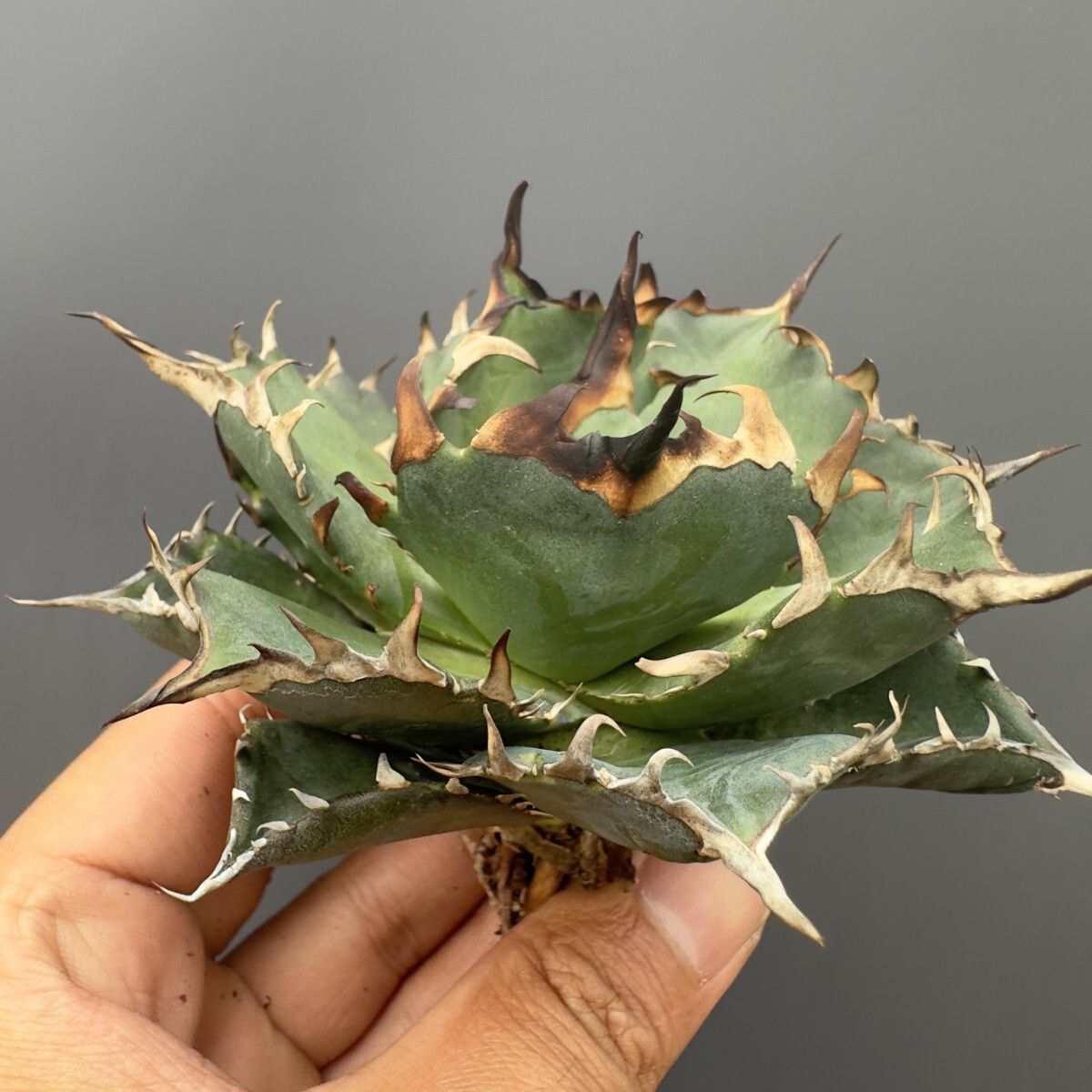 Yahoo!オークション - X44 【青田園芸】 特選 アガベ 多肉植物 チタノ...