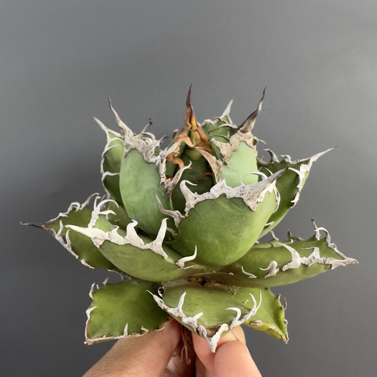 Yahoo!オークション - O22 【青田園芸】特選 アガベ 多肉植物 チタノタ...