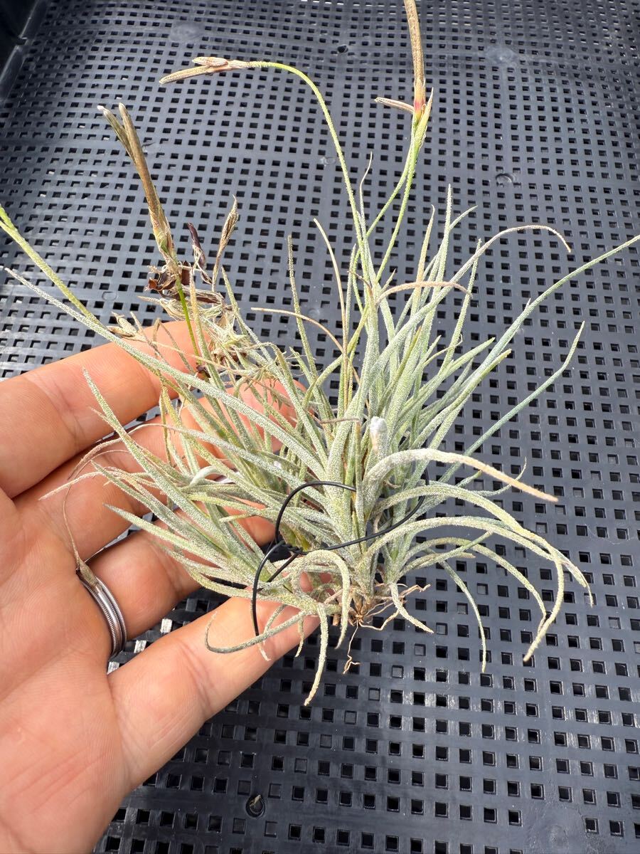 Yahoo!オークション - Tillandsia recurvata